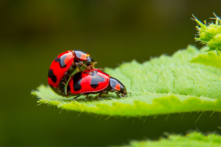 Why Is There A Lot Of Ladybugs In My House? Stopping Ladybug Swarms ... Why Is There A Lot Of Ladybugs In My House? Stopping Ladybug Swarms ...
