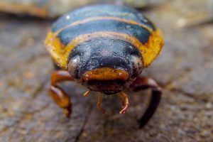 Diving Beetle - All You Need To Know - What's That Bug?