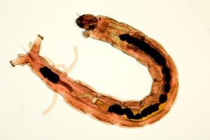 How Bloodworms Make Their Copper Teeth: Truth Revealed - What's That Bug?