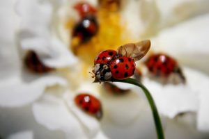 What Do Ladybugs Do In The Winter? Do They Migrate Or Overwinter ...