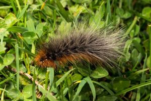 Woolly Bear Caterpillar Life Cycle: From Egg To Moth - What's That Bug?