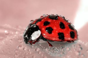 What Do Ladybugs Do In The Winter? Do They Migrate Or Overwinter ...