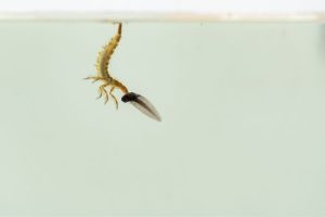 Diving Beetle - All You Need To Know - What's That Bug?