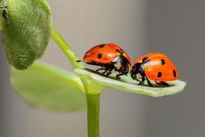 Unraveling The Facts: Do Ladybugs Pee And Why Does It Smell? - What's ...