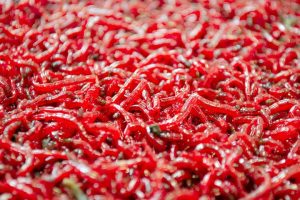 How Bloodworms Make Their Copper Teeth: Truth Revealed - What's That Bug?