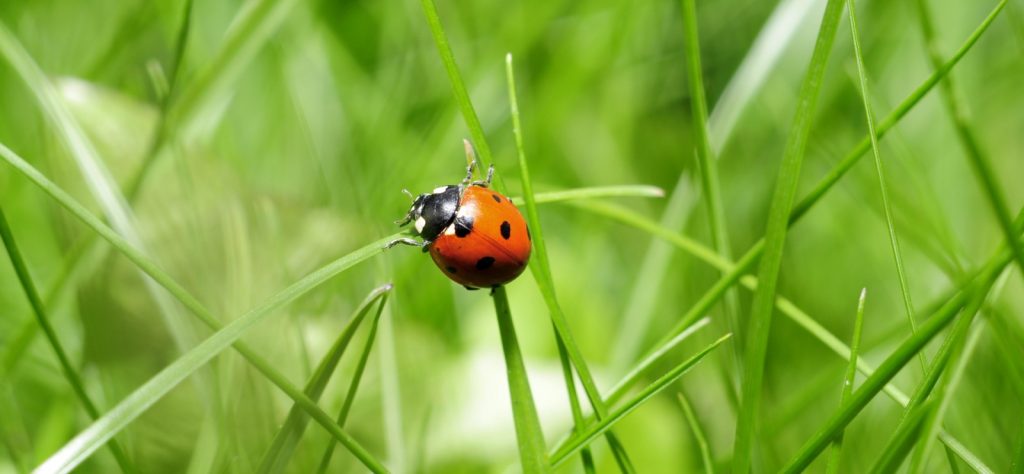 Home - What's That Bug?