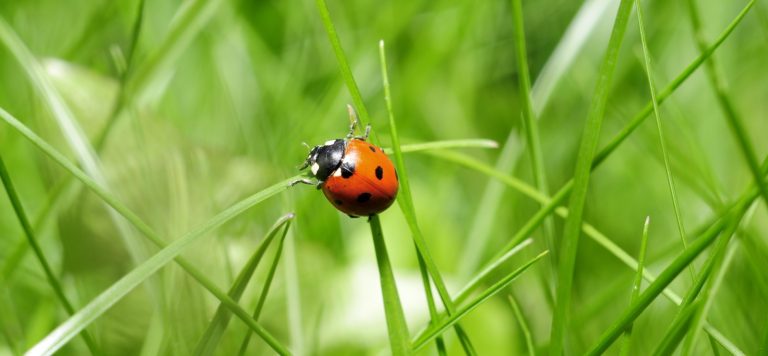 Home - What's That Bug?