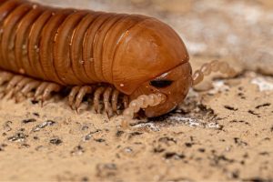 What to Feed Millipedes: Nutrition Tips for Healthy Pet Millipedes