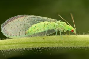 Adult Lacewings And Biting: What You Need To Know - What's That Bug?