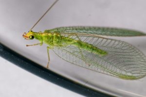 Exploring the Lacewing Life Cycle: How Long Do Lacewings Live?