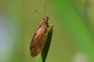Exploring the Lacewing Life Cycle: How Long Do Lacewings Live?