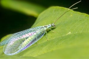 Managing Green Lacewing Infestation: Practical Tips