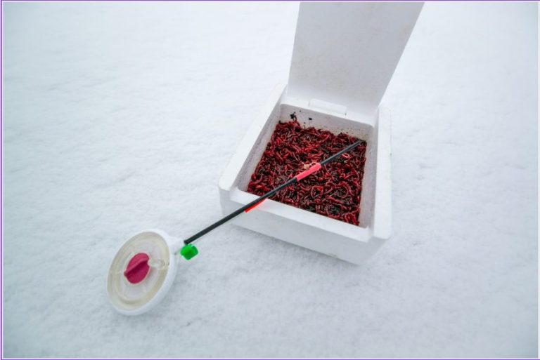 What Fish Eat Bloodworms? 20 Species Of Fish That Eat These Pink Worms ...