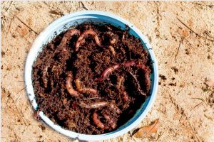 What Fish Eat Bloodworms? 20 Species Of Fish That Eat These Pink Worms ...