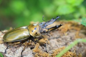 Golden Stag Beetle: Life & Times Of The Insect That Looks Like Gold ...