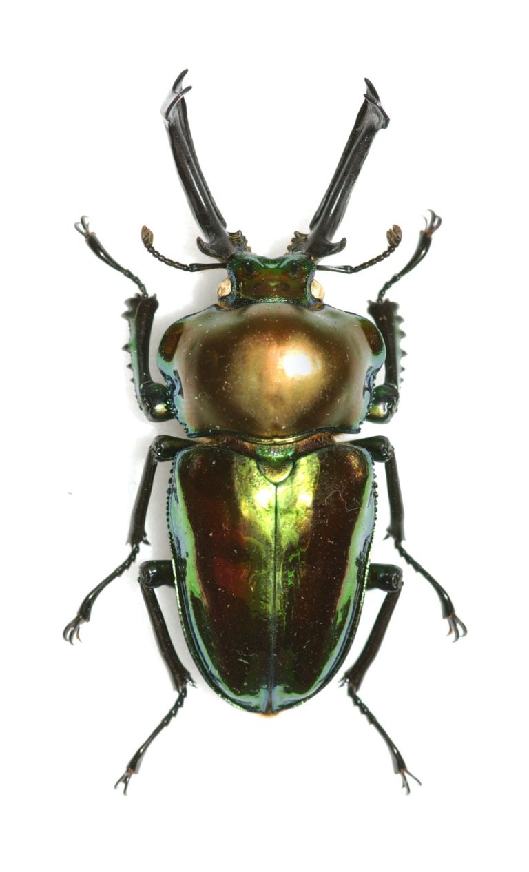 Rainbow Stag Beetle: Nature's Spectacular Masterpiece - What's That Bug?