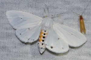 Virginia Tiger Moth: Delving Into Facts, Behavior, And Habitat - What's ...