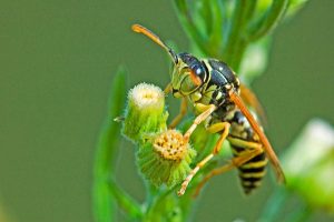 The Essential Guide To Understanding Paper Wasps - What's That Bug?