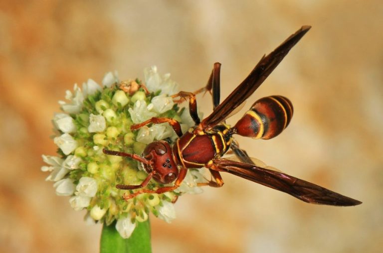 The Essential Guide To Understanding Paper Wasps - What's That Bug?