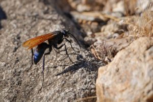 Where Do Tarantula Hawks Live? Understanding Their Habitat - What's ...