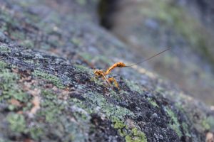 The Truth About Stump Stabber Wasps: More Bark Than Bite - What's That Bug?