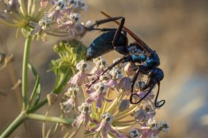 Tarantula Hawk Life Cycle - What's That Bug?