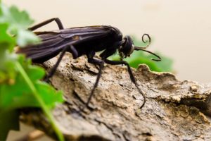 Tarantula Hawk Life Cycle - What's That Bug?