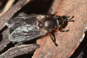 Black Fly: All You Need To Know For A Bug-Free Summer - What's That Bug?