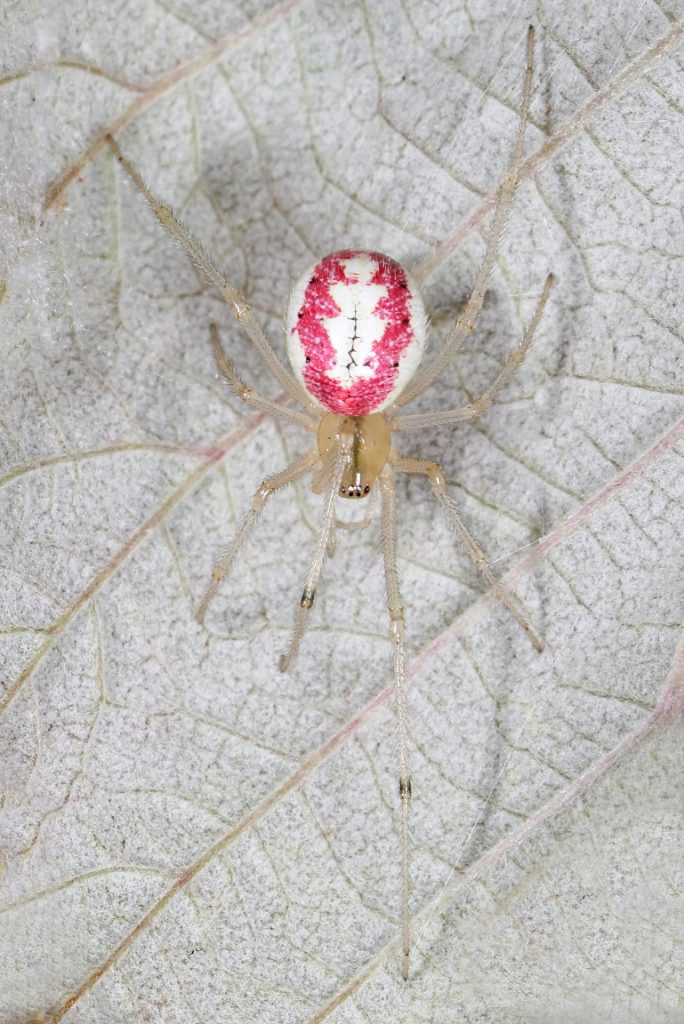 Candystripe Spider: All You Need To Know In A Nutshell - What's That Bug?