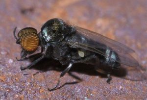 Black Fly: All You Need To Know For A Bug-Free Summer - What's That Bug?