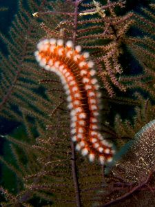 Delve Deep Into Bearded Fireworms: Safety Measures And Fascinating ...