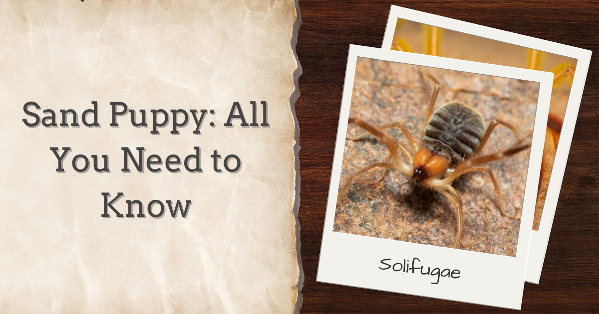 Sand Puppy: All You Need To Know - What's That Bug?