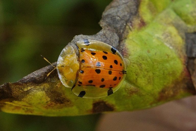 Orange Beetles In Your Garden: Understanding The Threat And Taking ...
