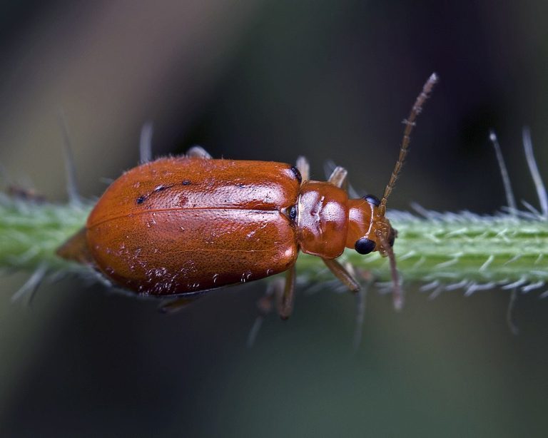 Orange Beetles In Your Garden: Understanding The Threat And Taking ...