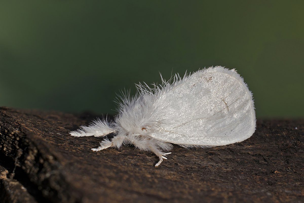 47 Hairy and Fuzzy Moths Common in Your Garden - What's That Bug?