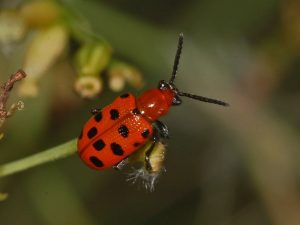 Orange Beetles In Your Garden: Understanding The Threat And Taking ...