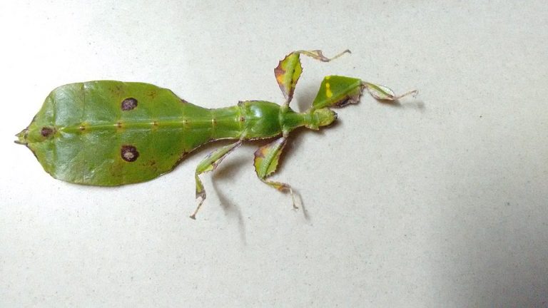 The Top 15 Leaf-Looking Insects: Nature’s Art Of Deception - What's ...