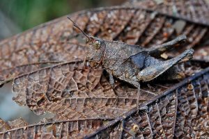 The Top 15 Leaf-Looking Insects: Nature’s Art Of Deception - What's ...
