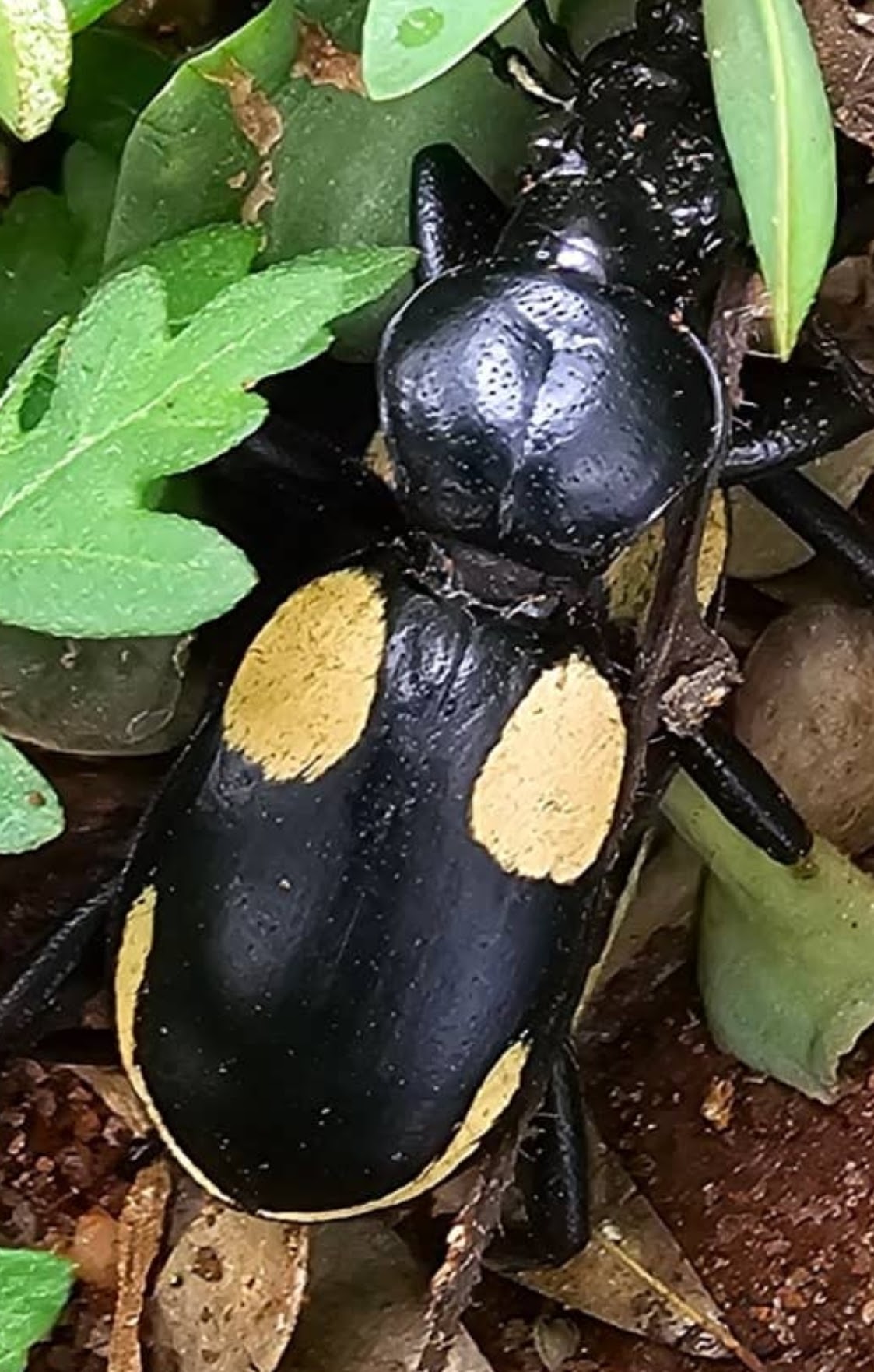 Predatory Ground Beetle - What's That Bug?