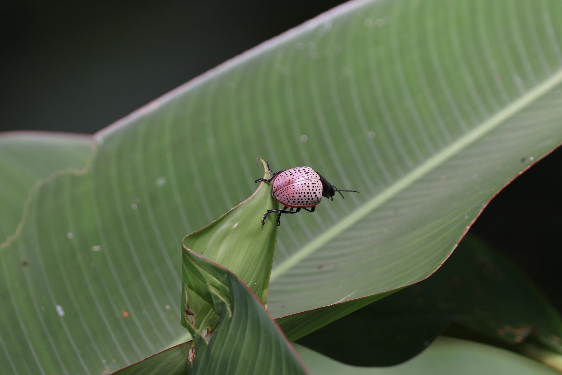 Leaf Beetle In Limon, Costa Rica - What's That Bug?