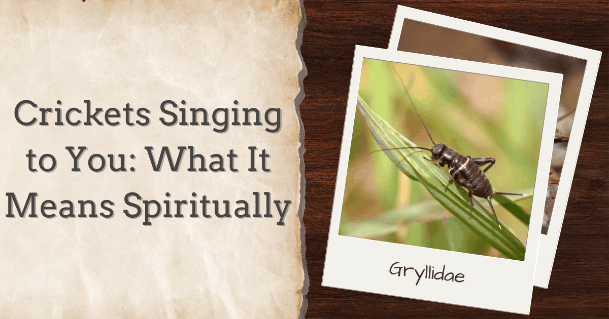 Crickets Singing To You: What It Means Spiritually - What's That Bug?