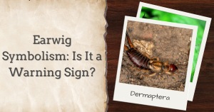 Earwig Symbolism: Is It A Warning Sign? - What's That Bug?
