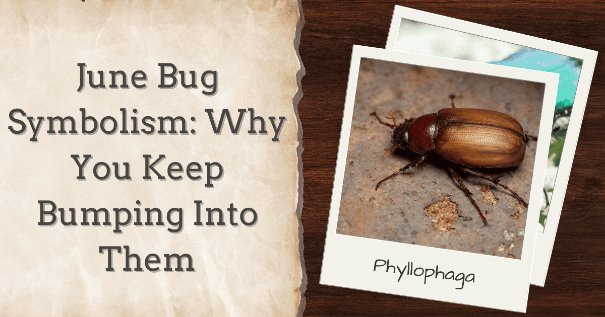 June Bug Symbolism: Why You Keep Bumping Into Them - What's That Bug?