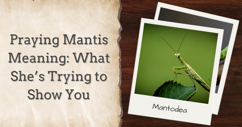 Praying Mantis Meaning: What She’s Trying To Show You - What's That Bug?