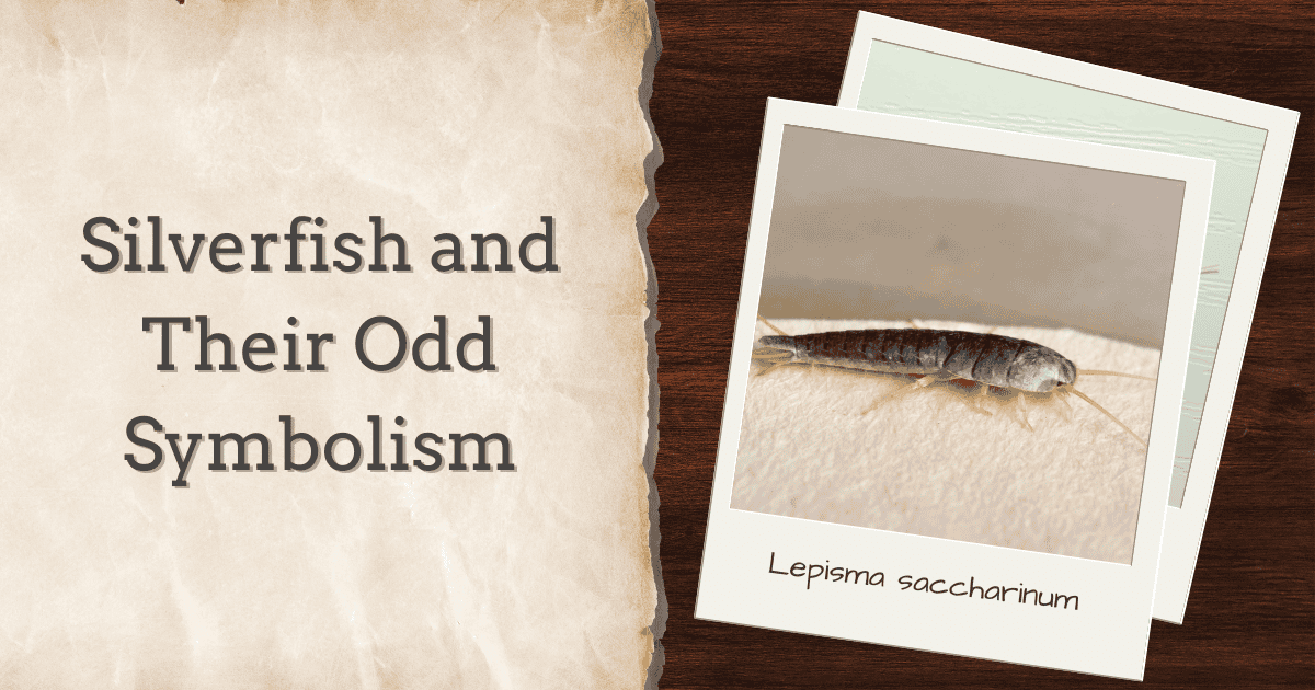 Silverfish And Their Odd Symbolism - What's That Bug?