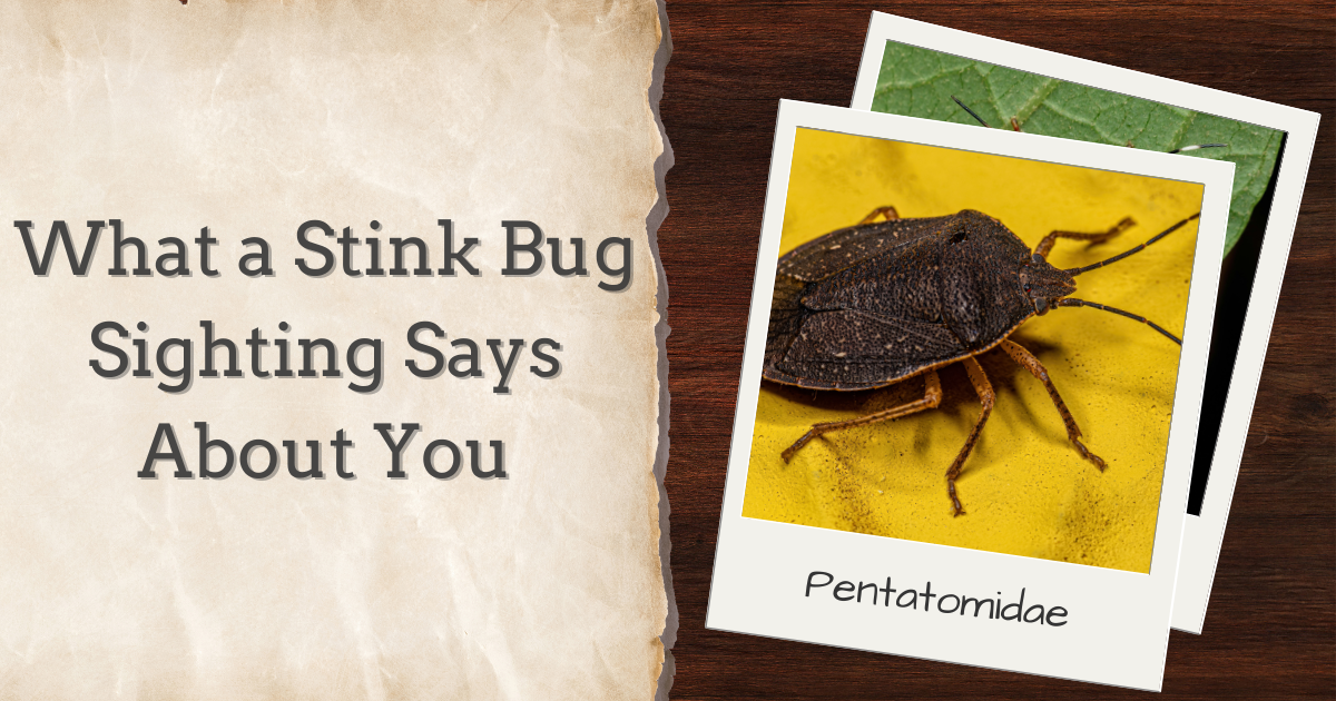 What A Stink Bug Sighting Says About You - What's That Bug?
