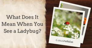 What Does It Mean When You See A Ladybug? - What's That Bug?