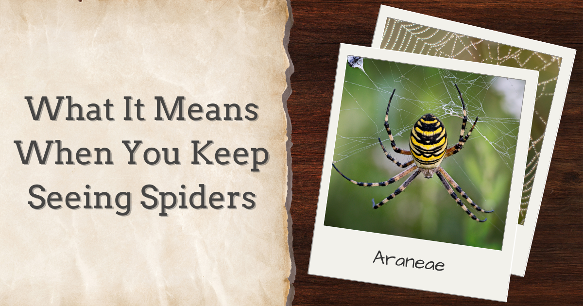 What It Means When You Keep Seeing Spiders - What's That Bug?