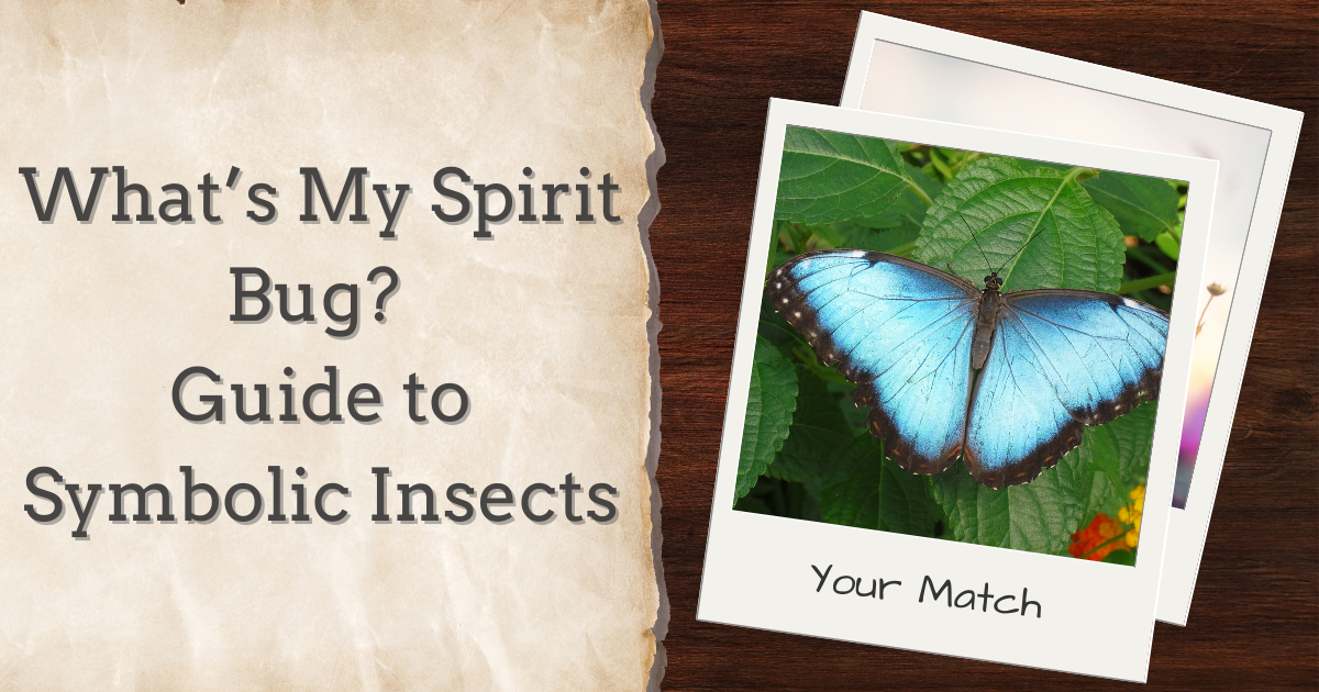 What’s My Spirit Bug? (Guide To Symbolic Insects) - What's That Bug?